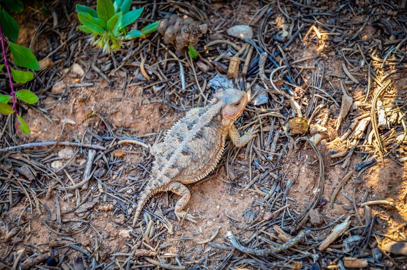 Horned Toad Lizard stock photo. Image of wildlife, spines - 106792