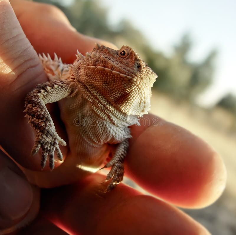 Horned Toad Or Horned Lizard Picture. Image: 3898746