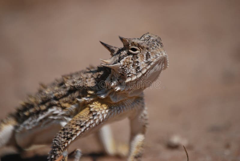 Horned toad lizard 2 stock photo. Image of horns, ants - 10764352