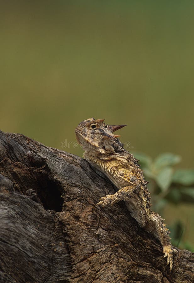 Horned Toad lizard stock image. Image of desert, wild - 8761935