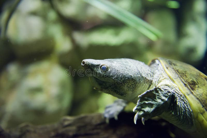 Brown Giant Close Up Portrait Underwater Stock Photo - Image of ...
