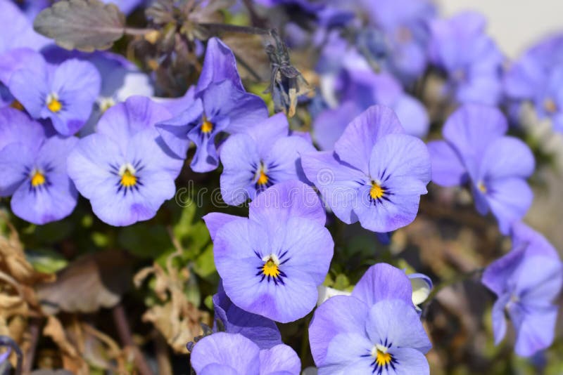 Horned violet stock photo. Image of flower, horned, outdoors - 256022232