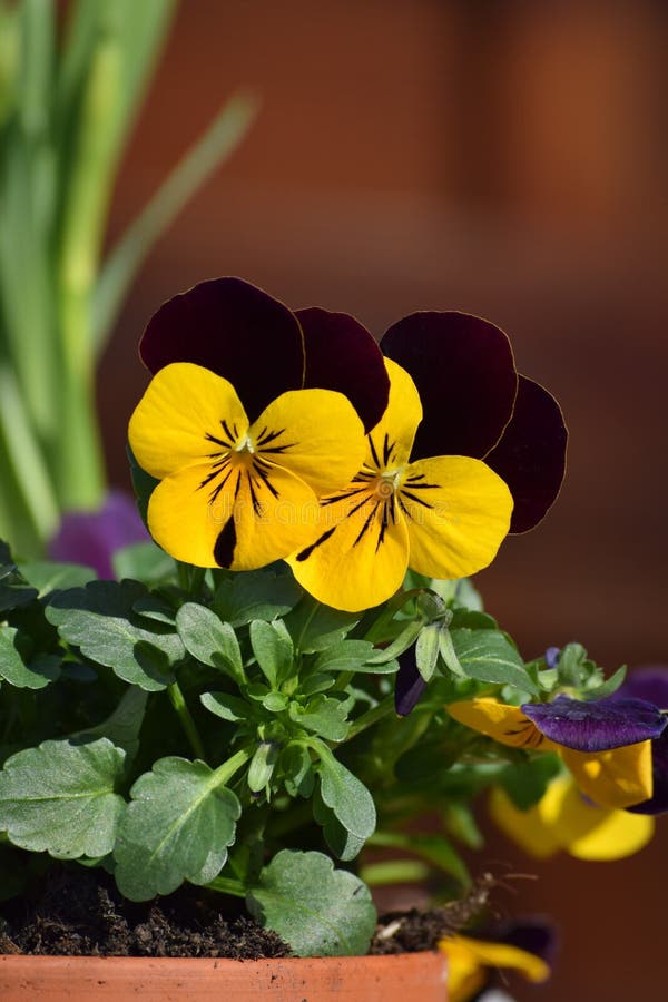 Horned violets stock photo. Image of horned, bedding - 176046334