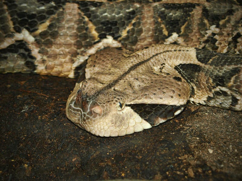 Horned viper head stock photo. Image of color, head, shiny - 23779178