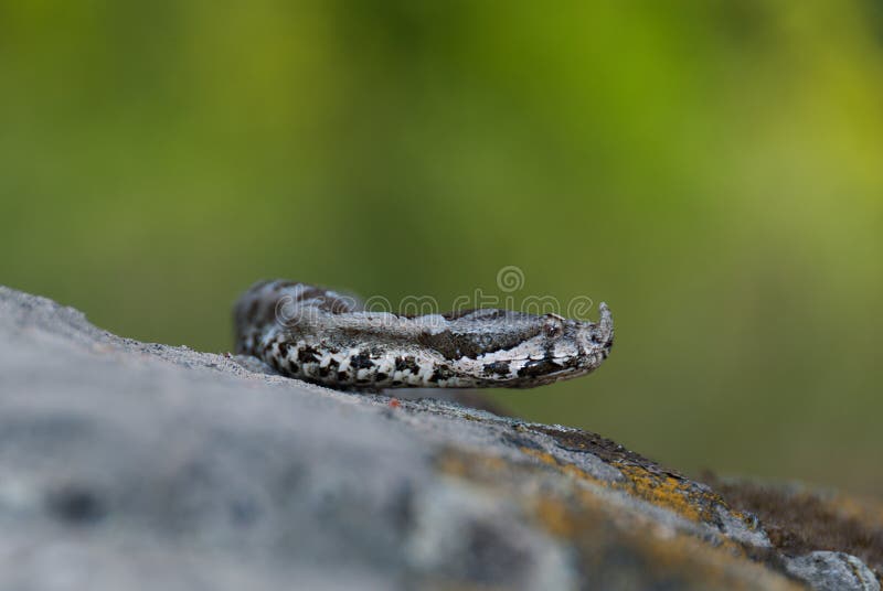Horned viper head close up stock photo. Image of animal - 37482894