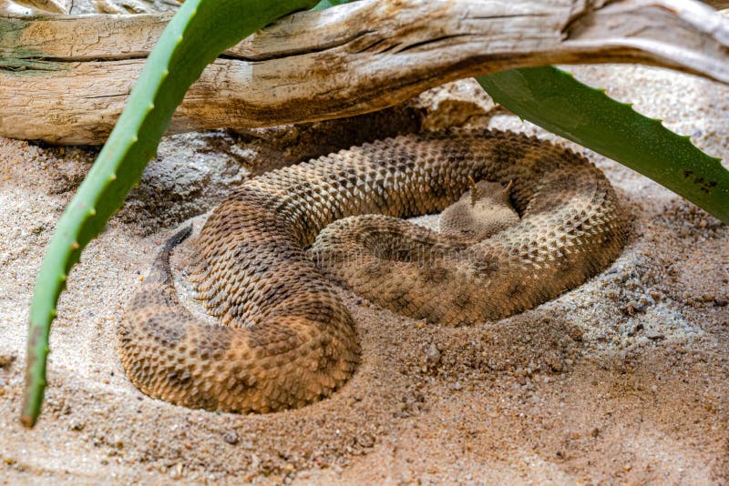 Horned Viper, Long-nosed Viper or Common Sand Adder Vipera Ammodytes ...
