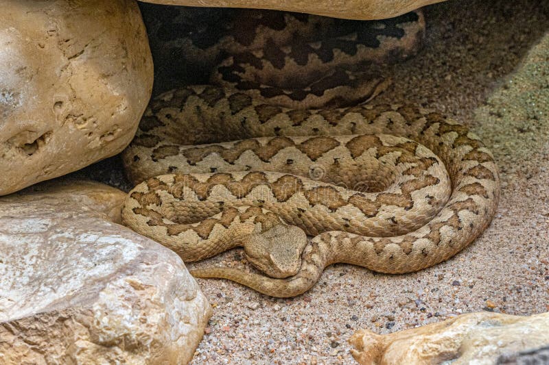 Horned Viper, Long-nosed Viper or Common Sand Adder Stock Image - Image ...