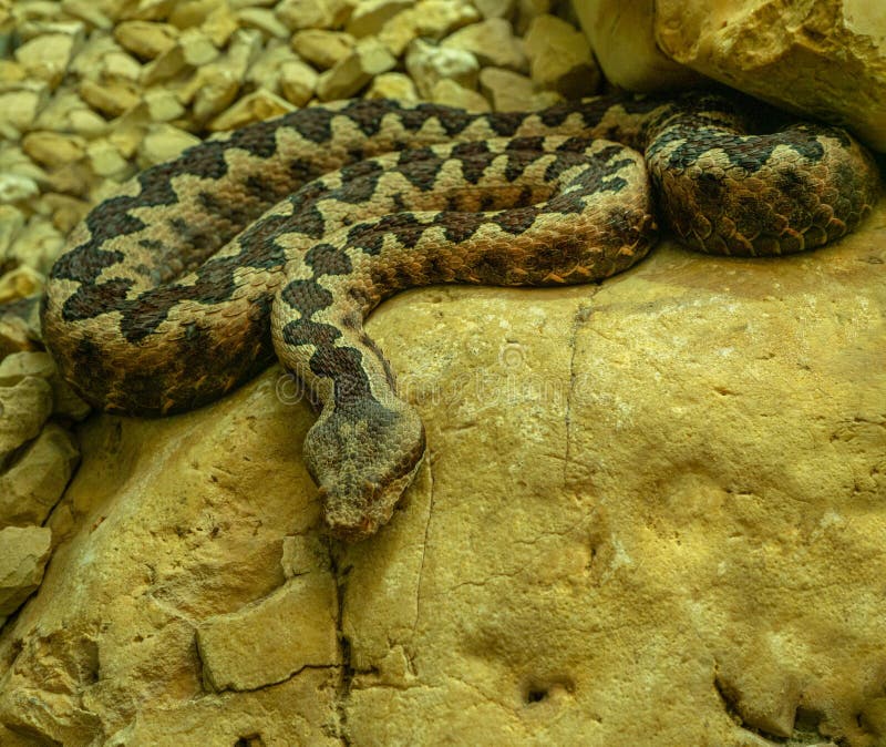 Horned Viper, Long-nosed Viper or Common Sand Adder Stock Photo - Image ...