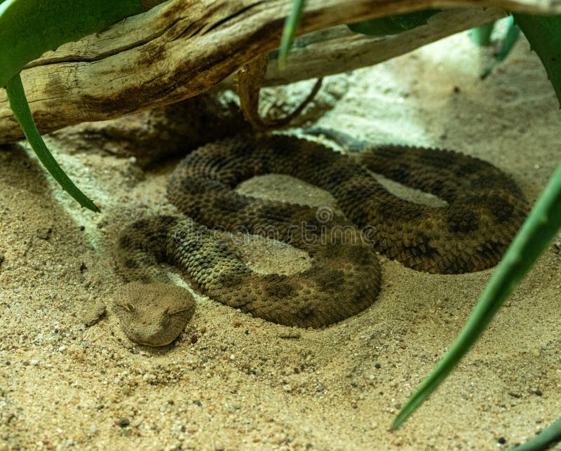 Horned Viper, Long-nosed Viper or Common Sand Adder Stock Image - Image ...