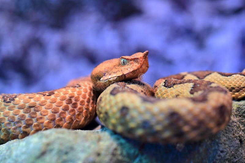 Horned viper stock photo. Image of viper, ammodytes - 333975702
