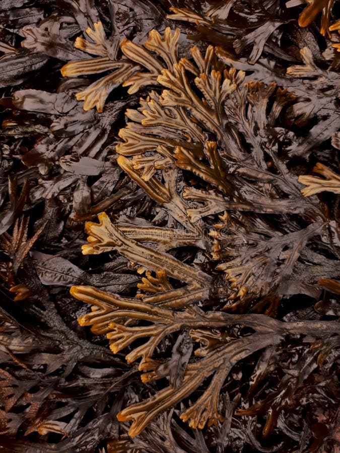 Horned Wrack Seaweed Pattern in the Summer Stock Image - Image of ...