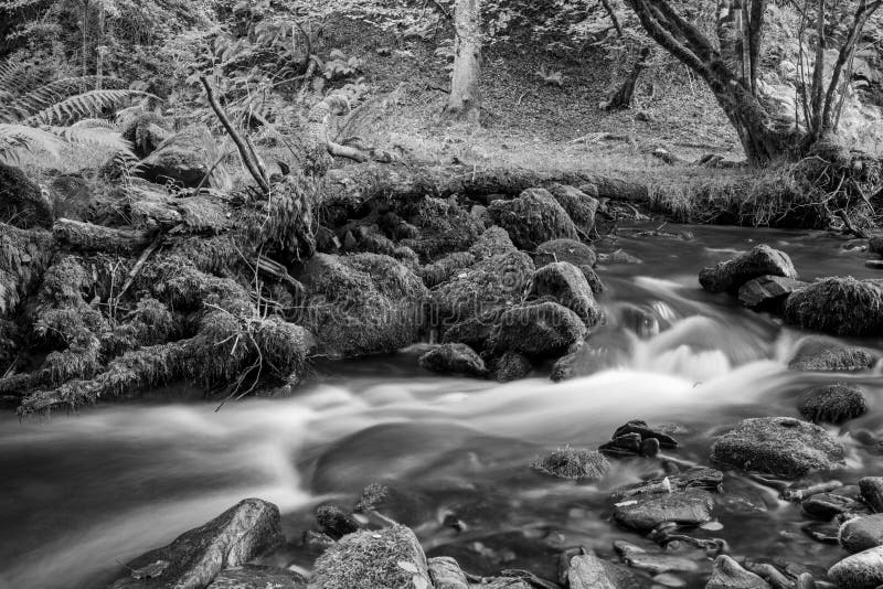 Horner woods in Somerset stock photo. Image of rocky - 259933722