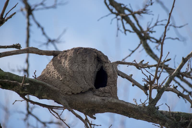 Rufus Nest in the Branches of an Autumnal Tree Stock Image - Image of ...