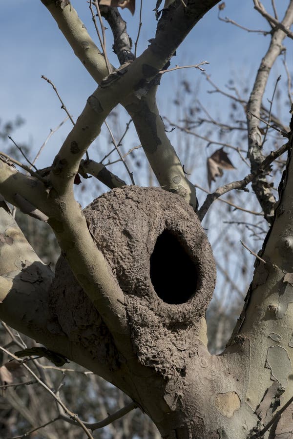 Rufus Nest in the Branches of an Autumnal Tree Stock Photo - Image of ...