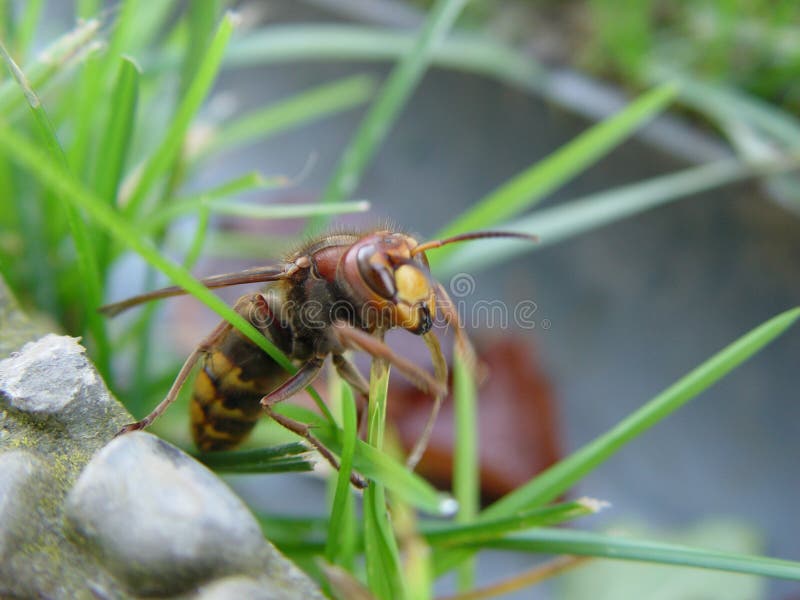 Hornet stock image. Image of pattern, hornet, hive, bumble - 33769