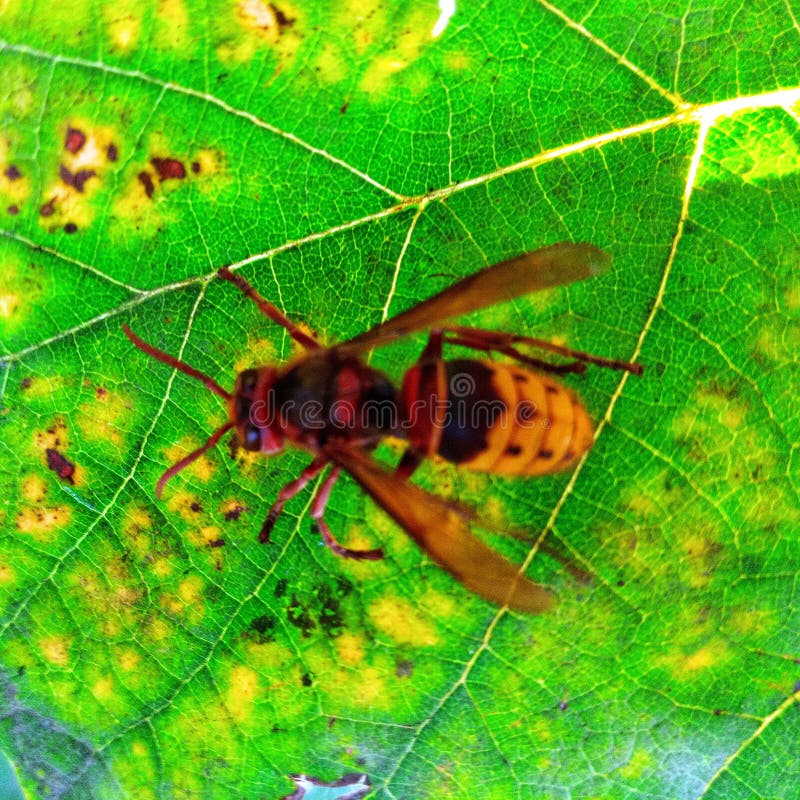 Hornet on Autumn Grape Leaf Stock Image - Image of closeup, insect ...