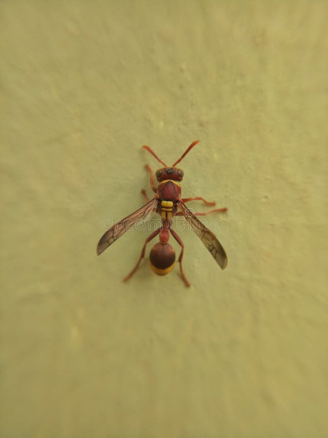 Hornet crawling on a wall stock photo. Image of hornet - 156356270