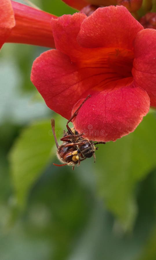 A Hornet Insect Attacks a Bee Stock Photo - Image of flora, preys ...