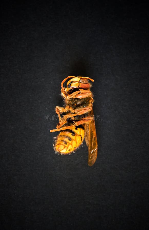 Hornet Isolated on Black Background Stock Image - Image of pest, black ...