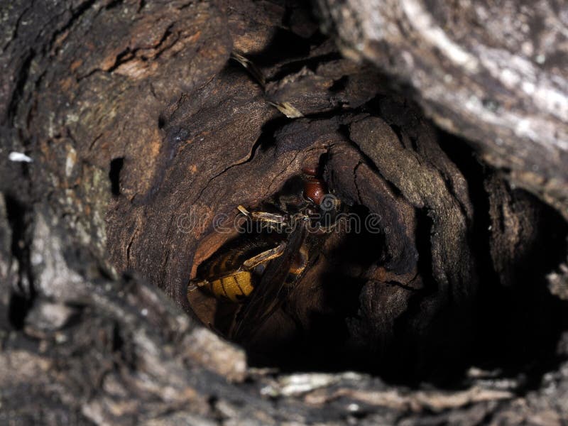 A Hornet in Its Nest Inside a Tree Stock Photo - Image of closeup ...