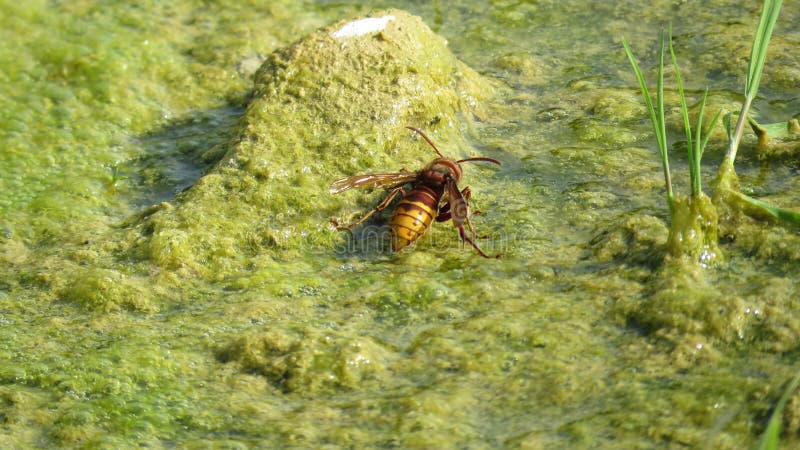 Hornet stock image. Image of insect, large, nature, river - 242156215