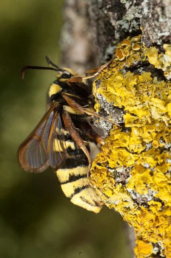 Hornet Moth Sesia Apiformis,butterfly Stock Photo - Image of camouflage ...