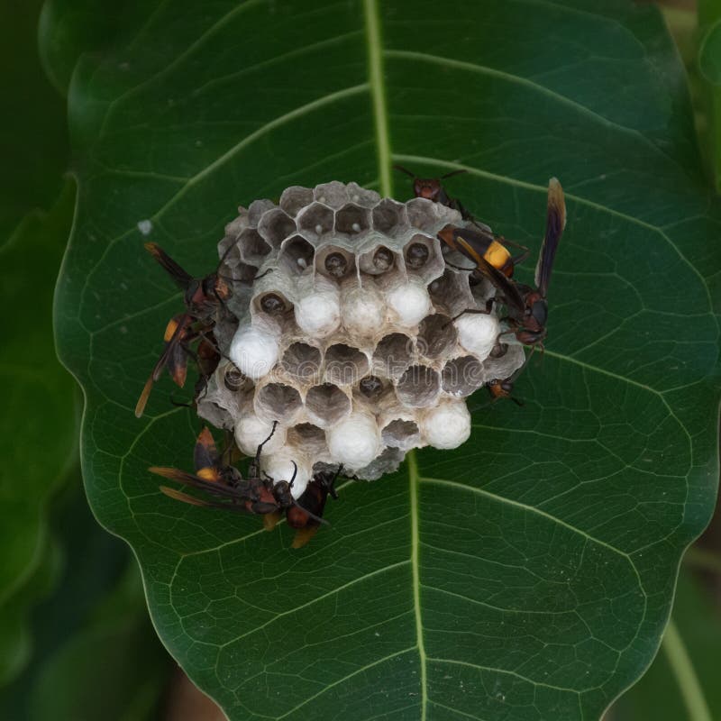 Hornet Nest stock photo. Image of jacket, hornet, nature - 109974548