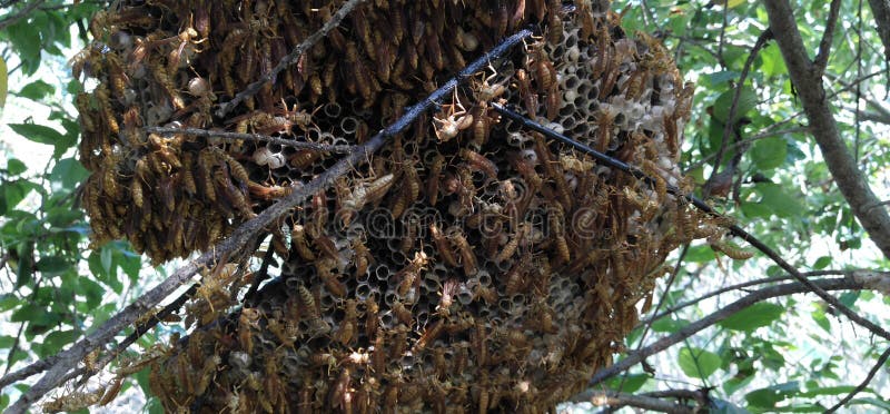 Hornet& x27;s Home stock image. Image of hornets - 129438219