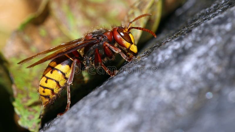 Hornet side view stock photo. Image of nature, wildlife - 78352056
