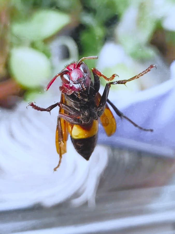 Collection of Macro Shots Photos - Dreamstime ID:70164