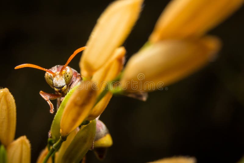 Hornet or Wasp on Grain Rice Stock Image - Image of natural, animal ...