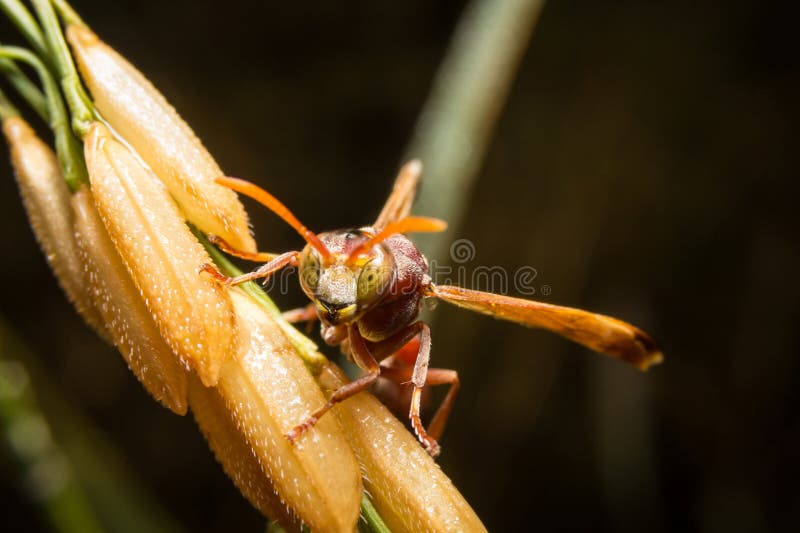 Hornet or Wasp on Grain Rice Stock Image - Image of allergic, insect ...