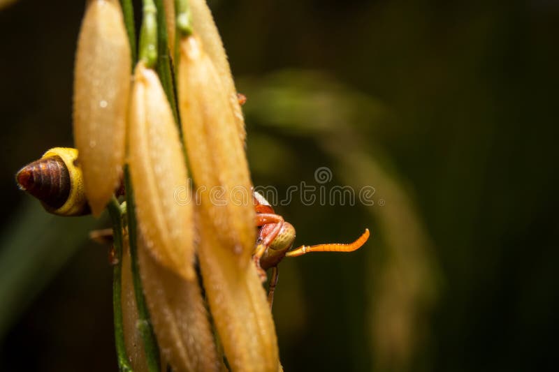 Hornet or Wasp on Grain Rice Stock Photo - Image of animal, detail ...