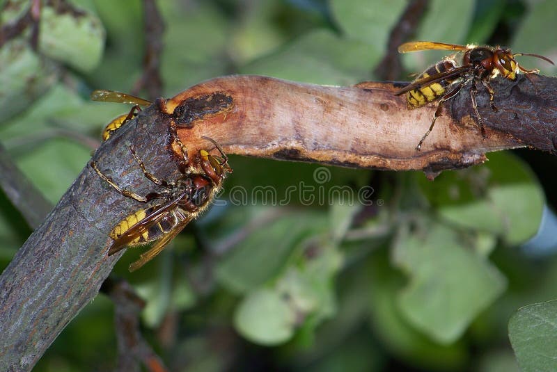 Hornets stock image. Image of hornets, chew, tree, wasps - 66118431