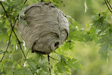 226 Maple Tree Insects Identification Stock Photos - Free & Royalty ...