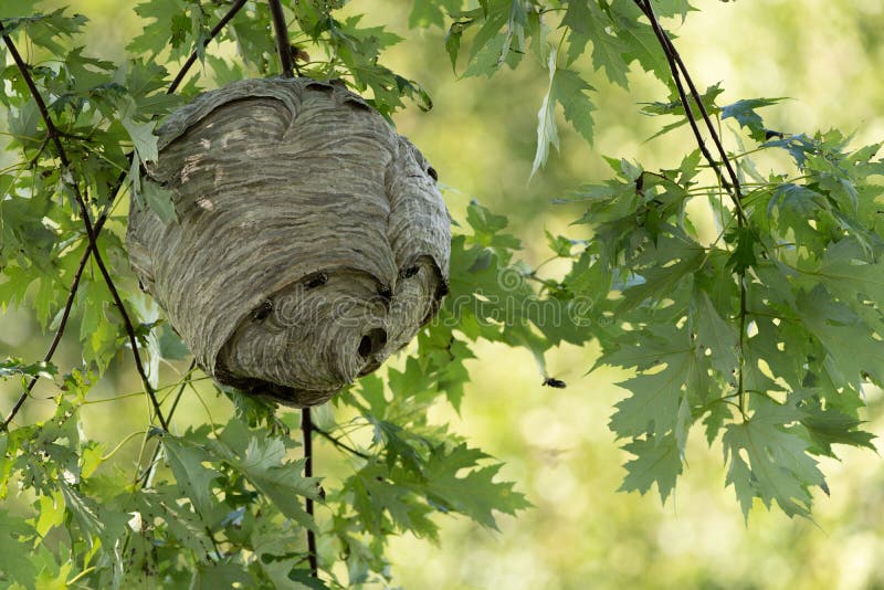 Hornets Nest in Maple Tree stock photo. Image of society - 202024046