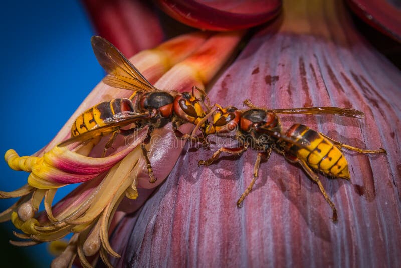 Hornets are in Love or Fighting? Stock Image - Image of competition ...