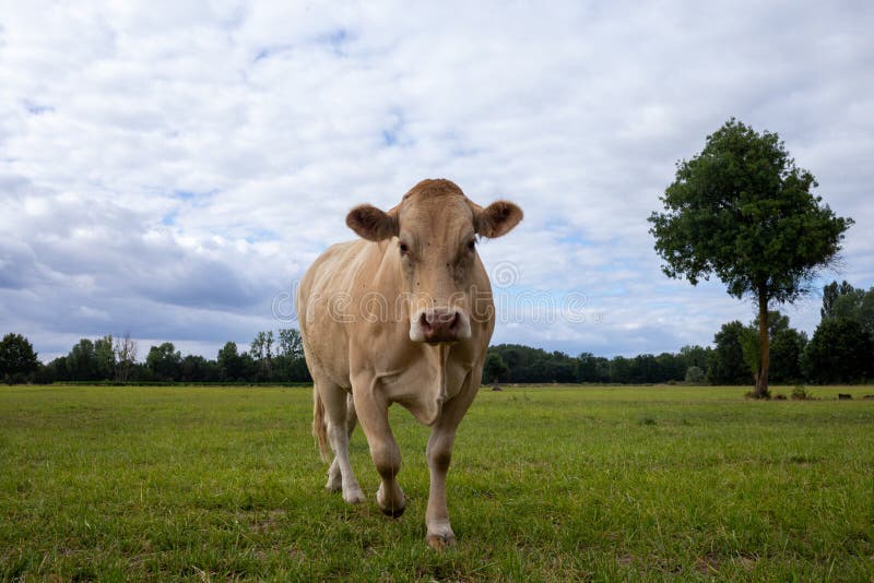 Hornless Beef Cow on the Field Stock Image - Image of livestock, animal ...