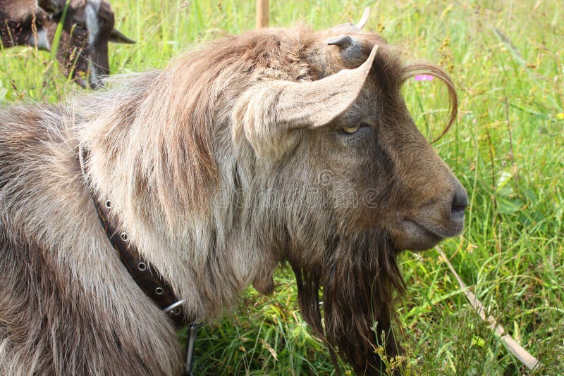 Hornless brown goat stock photo. Image of hair, nature - 11153100