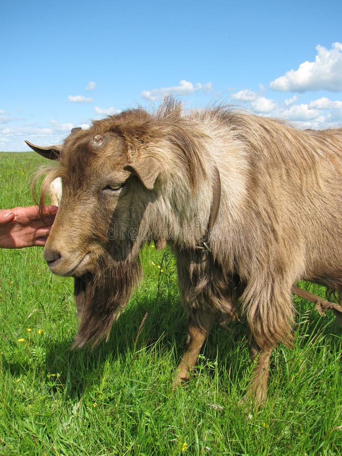 Hornless brown goat stock image. Image of nature, close - 13508989