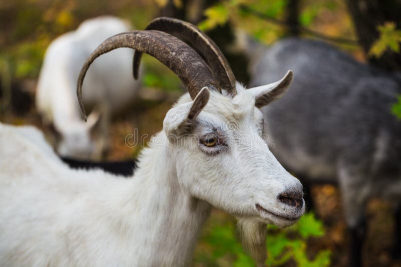 Hornless brown goat stock image. Image of head, buck - 10662969