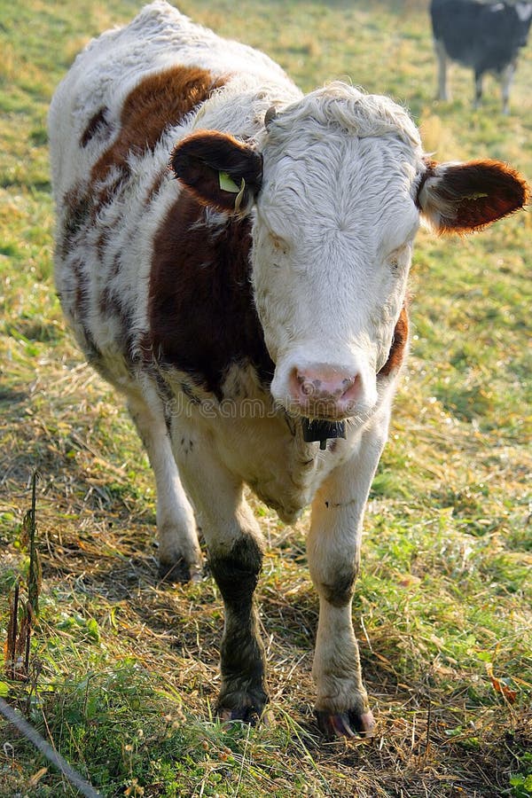 Hornless Cow 2 stock image. Image of agriculture, peasantry - 1486675