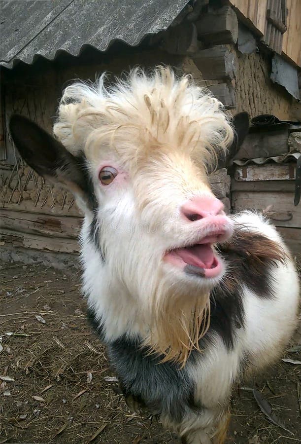 The hornless goat stock image. Image of emotions, brute - 66373905