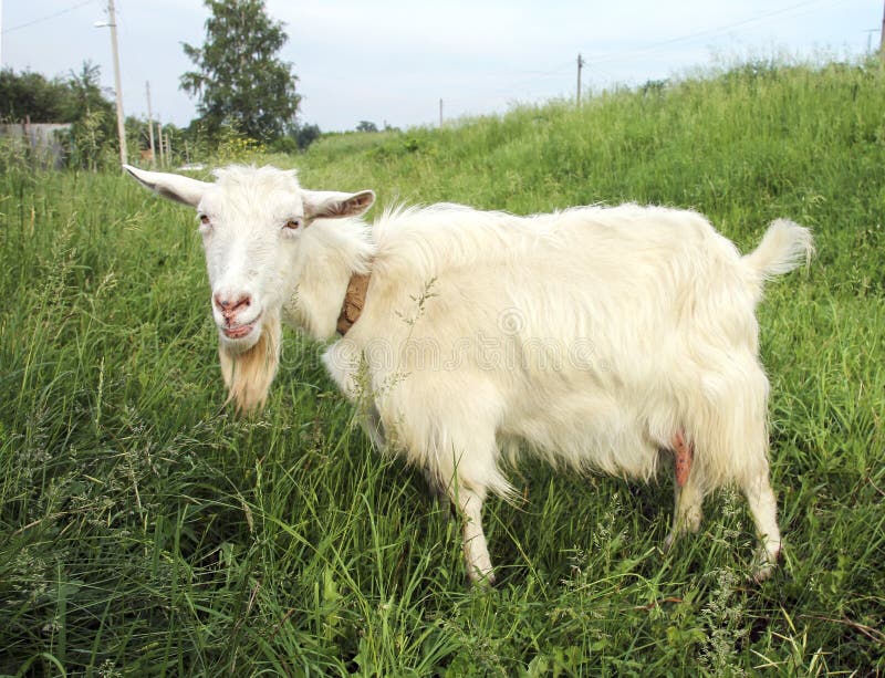 The hornless goat stock image. Image of emotions, brute - 66373905