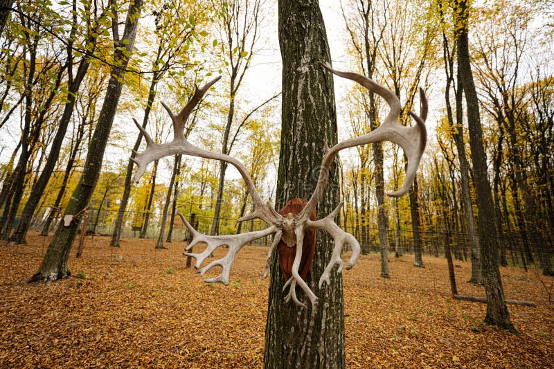 Horns of Deer Hang on Tree at Autumn Forest Stock Image - Image of stag ...