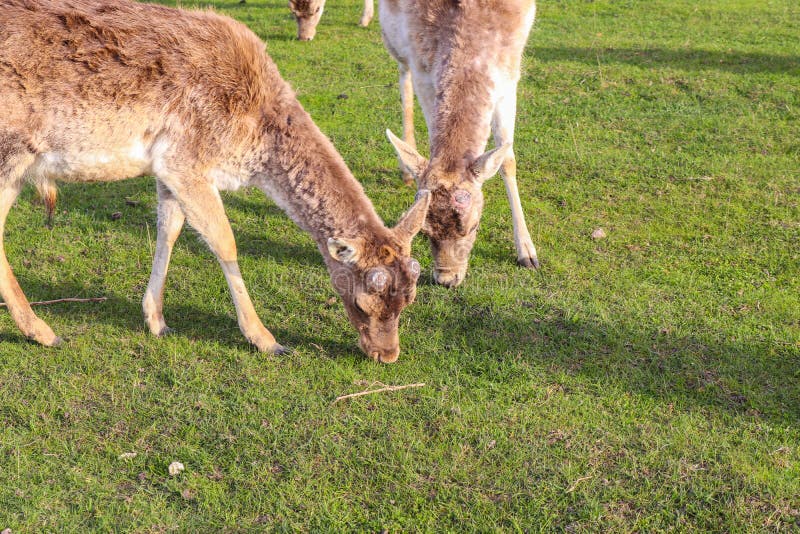 Horns Fallen for Two Deer in the Spring Stock Photo - Image of flora ...