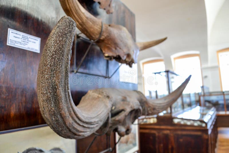 The horns on the wall stock image. Image of buffaloes - 44883023