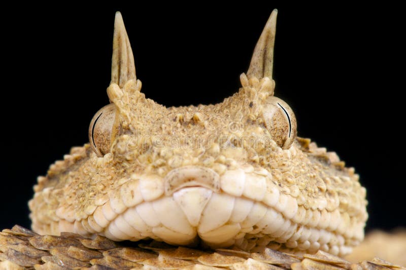 Hornviper/Cerastes Cerastes Stockfoto - Bild: 41781851