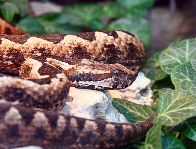 Hornviper, Schlange stockfoto. Bild von tier, gehörnt - 121001372