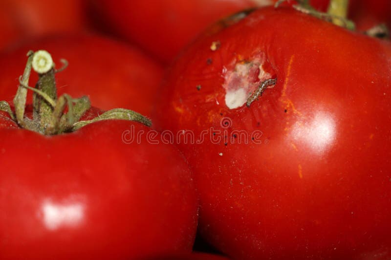 Hornworm inside tomato stock photo. Image of ripe, pest - 78416034